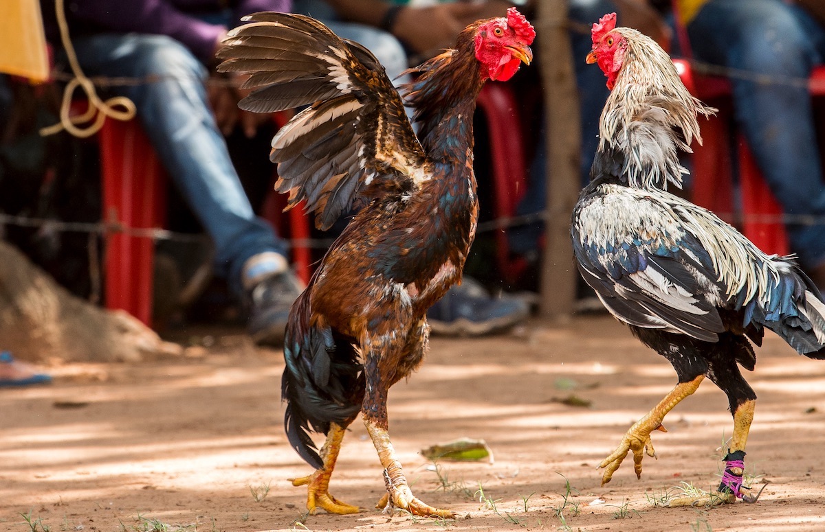 Pro-Cockfighting Bills Fail in Oklahoma Legislature