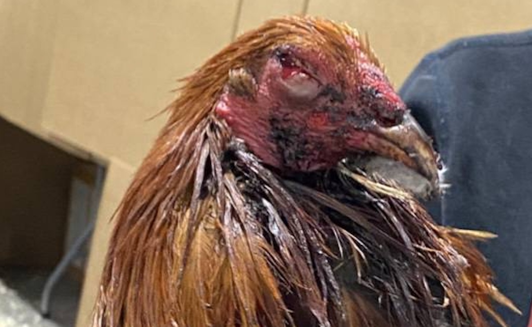 Statement From Wayne Pacelle on Cockfighting Arrests in Crawford County ...