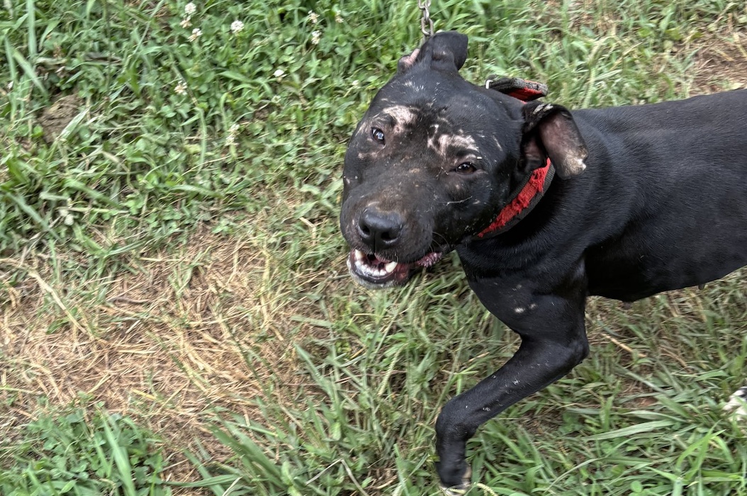 Over 40 Dogs Rescued During Major Dogfighting Bust